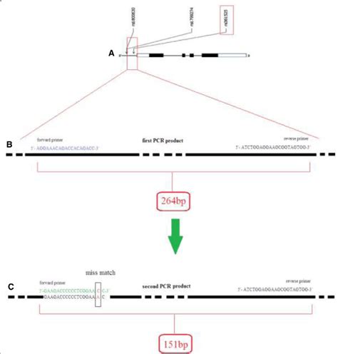 A Gene Map Of A Single Nucleotide Polymorphism Snp In Tnf Gene On Download Scientific