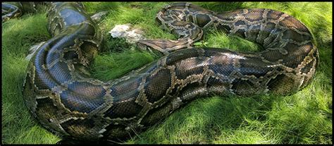 Burmese Python Behind The Science Of This Giant Snake