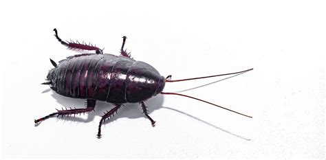 8 Types Of Roaches And How To Tell Them Apart