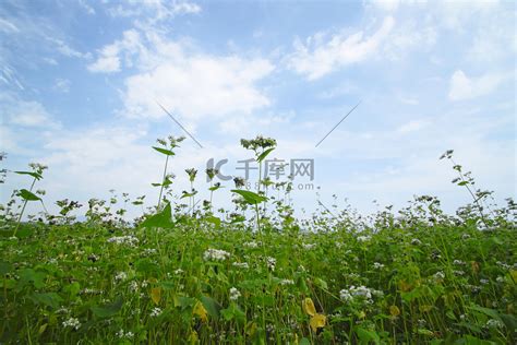 荞麦田景观高清摄影大图 千库网
