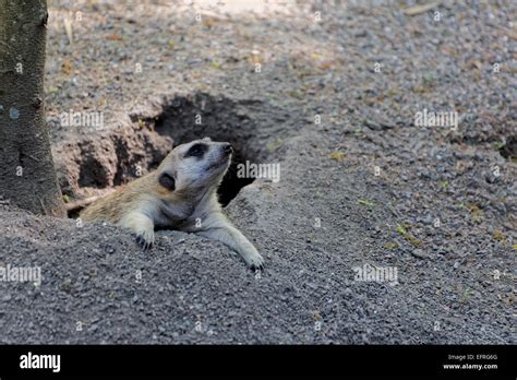 A Meerkat Or Suricate Suricata Suricatta Emerging From Its Den