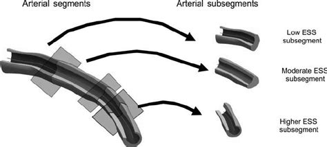 schematic categorization of subsegments based on the predominant ess