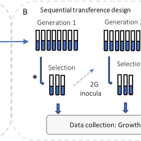 Experimental Design Procedure To Obtain Arabidopsis Thaliana Root Download Scientific Diagram