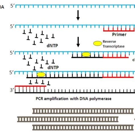The Rt Pcr Produces A Dna Copy Of A Particular Section Of The Viral Rna