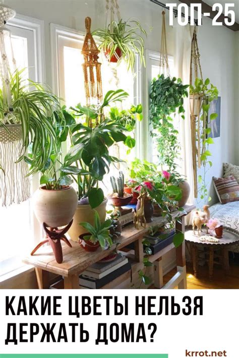 ТОП 25 Цветов и Растений Которые Нельзя Держать Дома