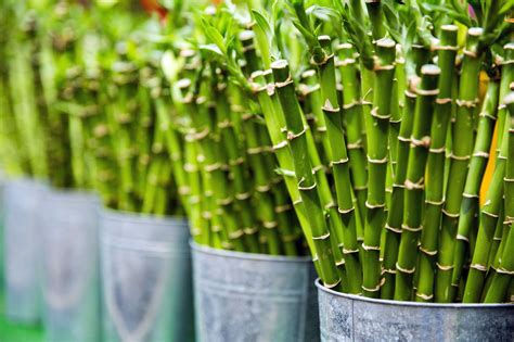 Why You Should Consider Growing Bamboo In Your Garden Bamboo Goods