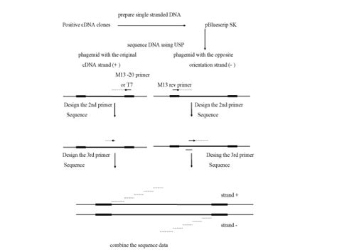Sequencing Strategy Of Positively Identified Clones The Insert Was