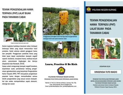 Teknik Pengendalian Hama Terpadu Pht Lalat Buah Pada Tanaman Cabai