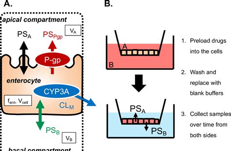Figure 1 From Significance Of Basal Membrane Permeability Of Epithelial Cells In Predicting