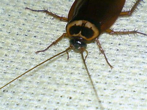 American Cockroach Project Noah