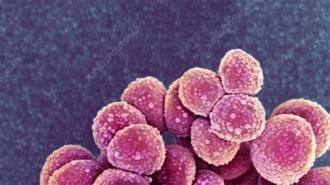 MRSA Bacteria SEM Stock Video Clip K Science Photo Library
