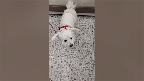 강아지 아롱이가 떨고있어요 Youtube