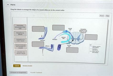solved parta drag the labels to arrange the steps of a neural reflex