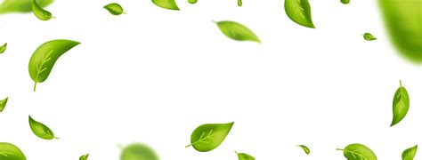 녹색 플라잉 잎 프레임 신선한 차 배경 잎이 떨어지고 있습니다 녹색 단풍 장식 비건 에코 유기농 디자인 요소 화장품 패턴 테두리 뷰티 제품 벡터 일러스트레이션 음식에 대한