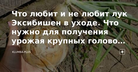 Что любит и не любит лук Эксибишен в уходе Что нужно для получения урожая крупных головок лука