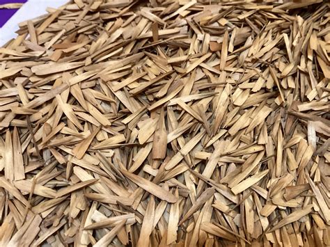 Red Ash Tree Seeds Fraxinus Pennsylvanica Also Known As Green Ash