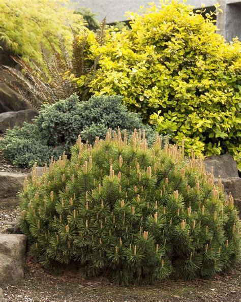 19 Dwarf Shrubs That Pack Big Beauty Into Small Containers Plantisima