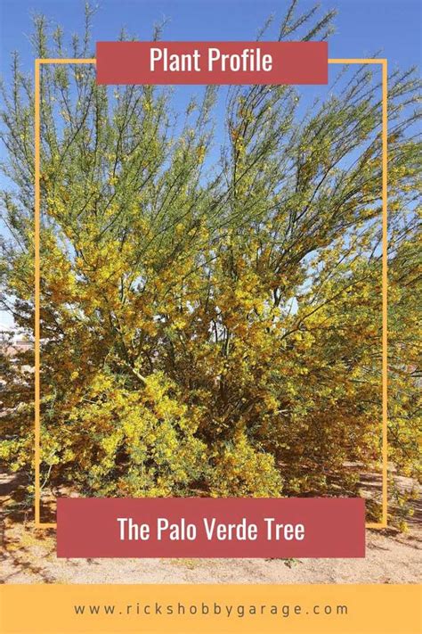 Plant Profile The Palo Verde Tree Ricks Hobby Garage