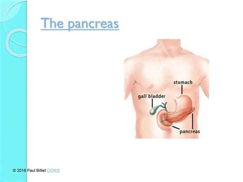 EUKARYOTE CELL ULTRASTRUCTURE - ppt download