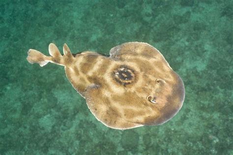 Electric Ray Alchetron The Free Social Encyclopedia