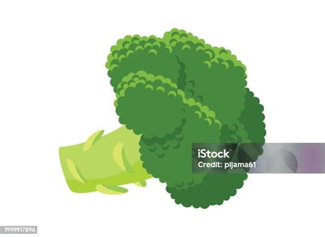 브로콜리 신선한 녹색 야채 흰색 배경에 고립되어 있습니다 브로콜리에 대한 스톡 벡터 아트 및 기타 이미지 브로콜리 채소