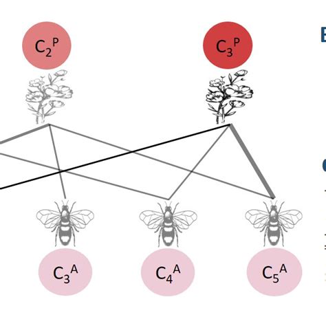Schematic Representation Of The Contamination Model A Mutualistic Download Scientific Diagram