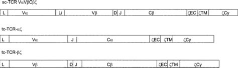 Chimeric T Cell Receptor Constructs Schematic Representation Of 1