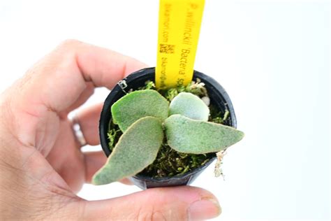 Yahooオークション Pwillinckii Bacteira Spored④ ＠bikamoric