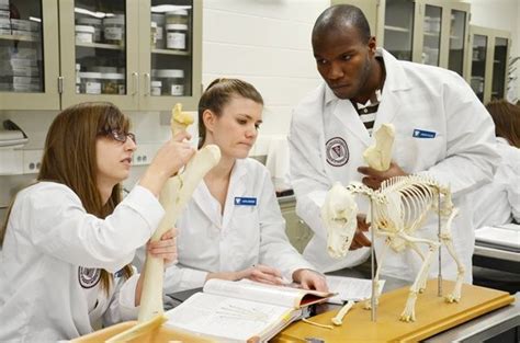Top Veterinary Colleges In USA Program Is Available For The Babes Who Are Business