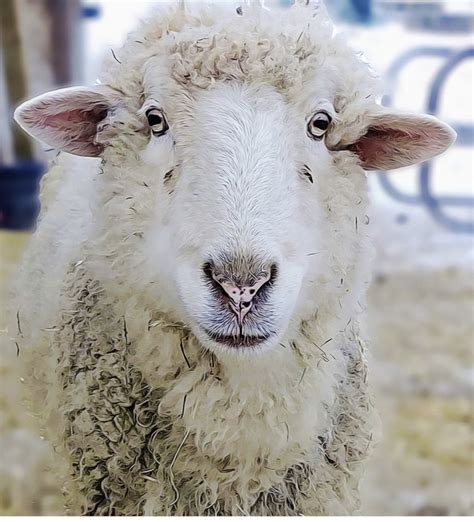 Lamby