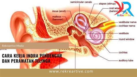 Cara Kerja Indra Pendengar Dan Perawatan Telinga - rekreartive