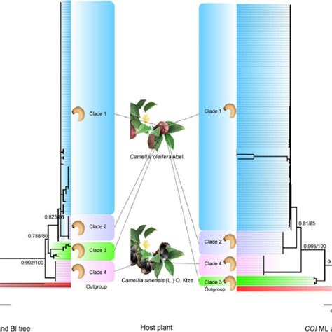 Maximum Likelihood Ml And Bayesian Phylogenetic Tree Based On The Coi