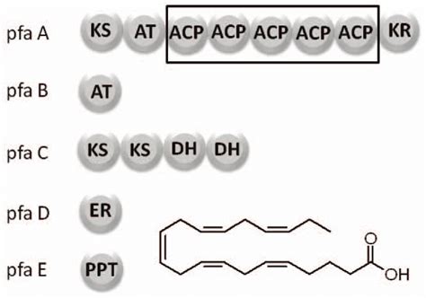 The Polyunsaturated Fatty Acid Synthase Domain Structure A Total Of Download Scientific