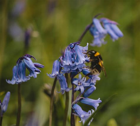 Bluebells Photos, Download The BEST Free Bluebells Stock Photos & HD Images