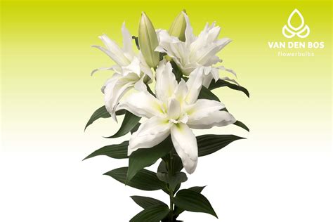Roselily Leona® (Oriental) - Roselily - Van den Bos Flowerbulbs