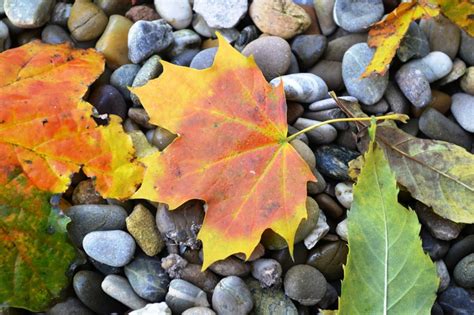 68 Best Leaf Reference Images On Pinterest Leaves Nature And Autumn Leaves