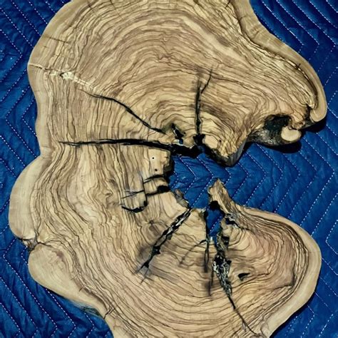 Large Olive Tree Root Sheet Live Edge Root Slice With Which You Can