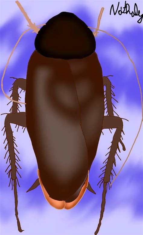 A Beautiful Cockroach By 2003saturn On Deviantart