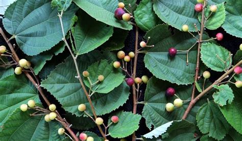 The Many Facets Of Falsa Jiyo Bangla