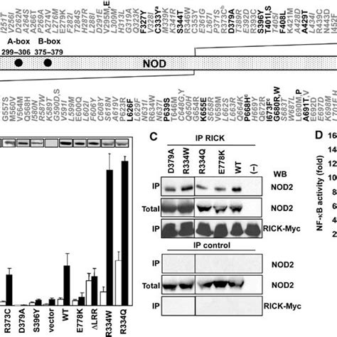 Mutational Analyses Of The Nod Domain Of Nod2 A Schematic