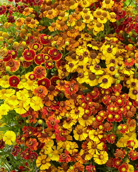 Helenium Collection Paella Bare Roots — Buy Mixed Sneezeweed Online
