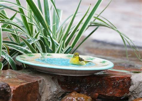 Bird Bath Colorful Free Photo On Pixabay Pixabay