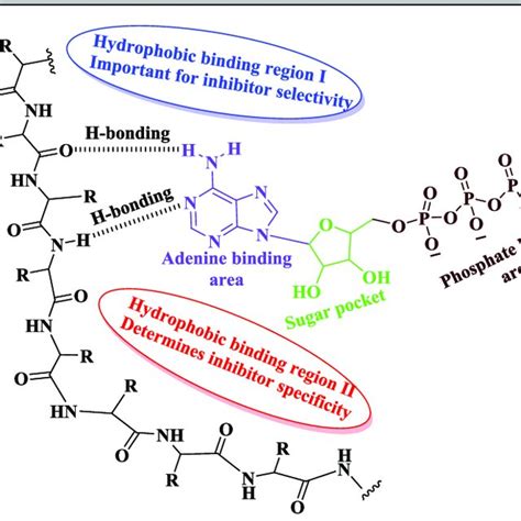 The Structure Of The Atp Binding Site Of Egfr Tk Download Scientific Diagram