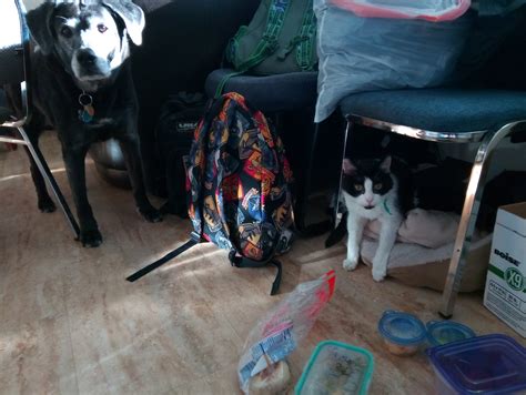 Bucky And His Office Buddy Zorro Hoping The Fridge Cleaning Works Out In Their Favor Album