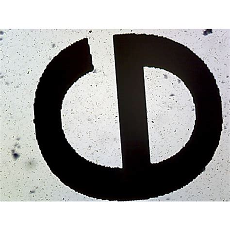 Prepared Microscope Slideletter E Wholemount
