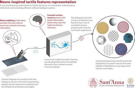 Exploring The Brain Basis Of Concepts By Using A New Type Of Neural