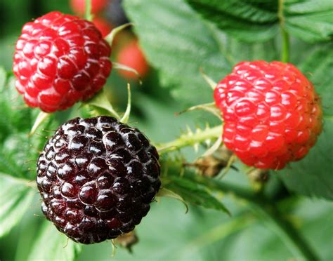 Blackcap Raspberry Native Fruit Bushes For Sale Native Foods Nursery