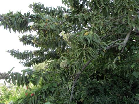 Ipomoea Murucoides Roem Et Schult Povijnice Povojník Botanycz