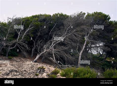Tall Bent Tree Hi Res Stock Photography And Images Alamy