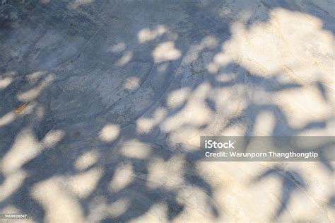 나무는 거리 콘크리트 바닥 배경에 그림자를 남깁니다 제품 프레젠테이션을 위한 추상적인 배경 차양 그림자 0명에 대한 스톡 사진 및 기타 이미지 Istock